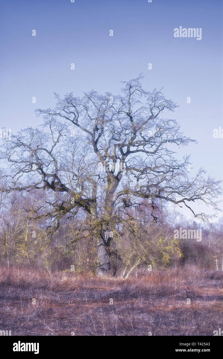Dead urban tree hi-res stock photography and images - Alamy
