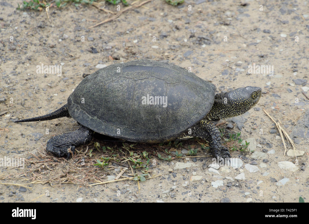 The tortoise lies on bare soil. Ordinary river tortoise of temperate ...