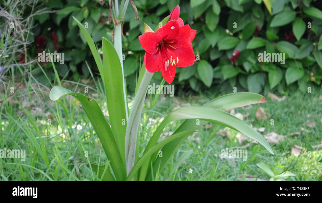Elongated flower stems hi-res stock photography and images - Alamy