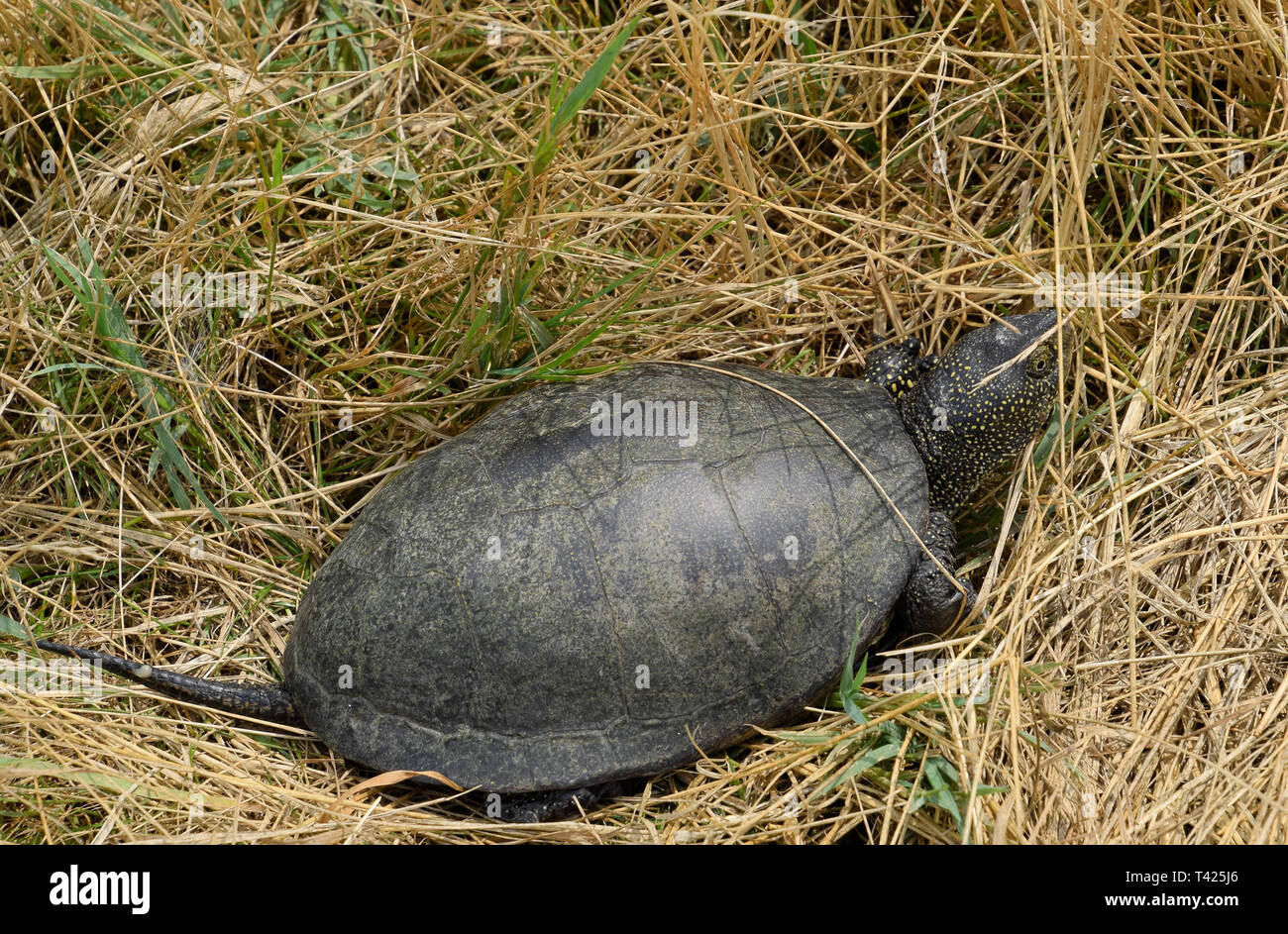 Common musk turtle hi-res stock photography and images - Alamy
