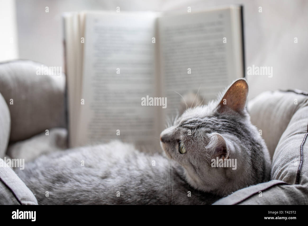 Grey cat reads a book on a window sill Stock Photo - Alamy