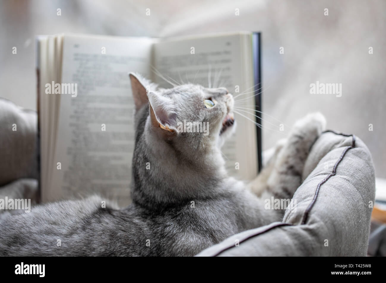 Grey cat reads a book on a window sill Stock Photo - Alamy