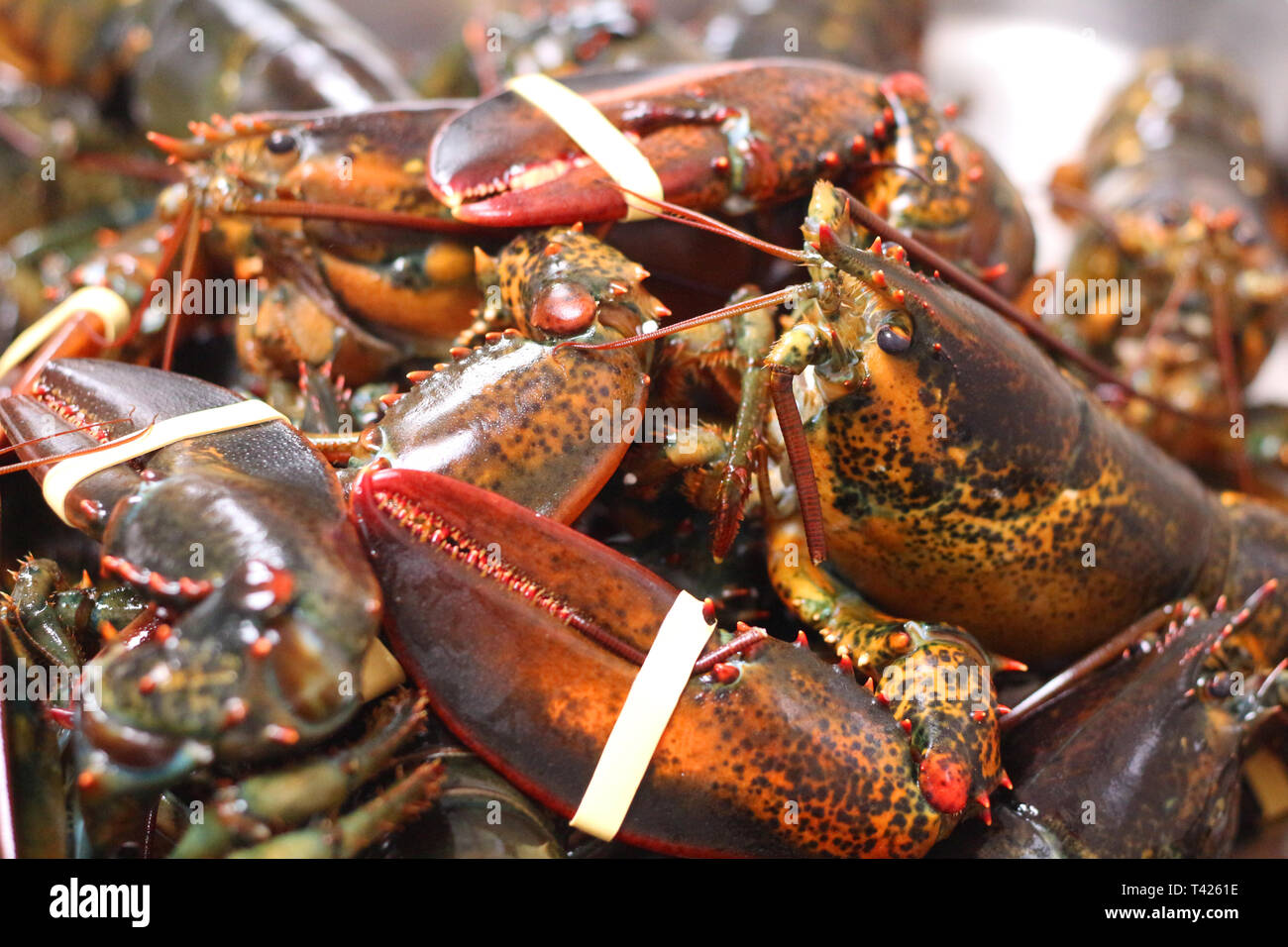Cooking lobster canada hi-res stock photography and images - Alamy
