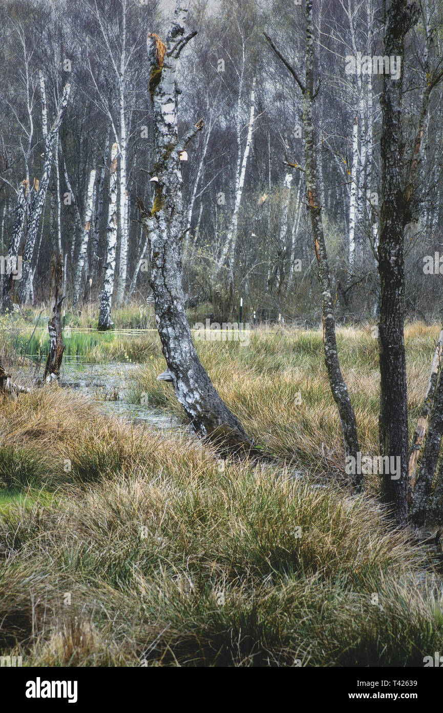Moor textures hi-res stock photography and images - Alamy