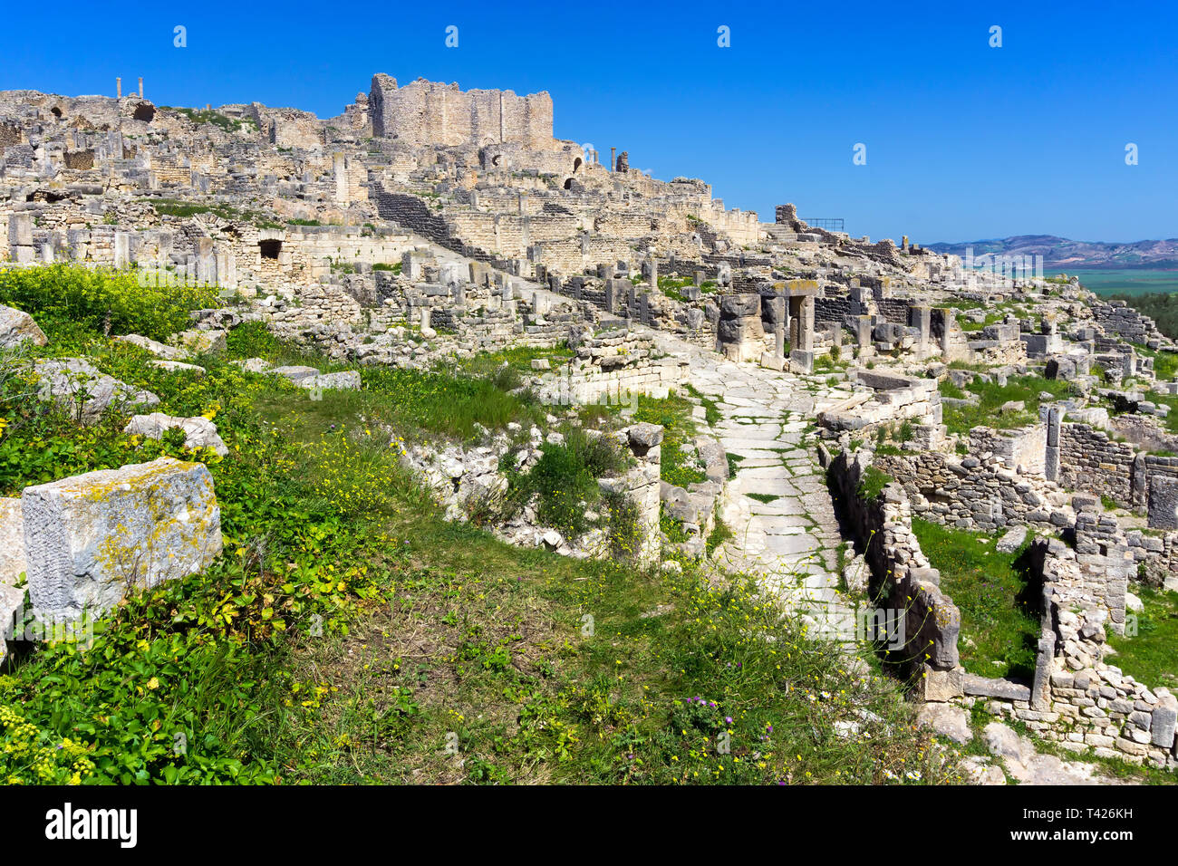 Olive trees in dougga hi-res stock photography and images - Alamy