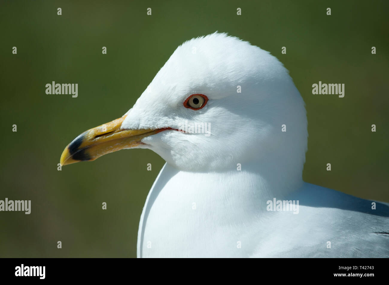 Portrait of a seagull hi-res stock photography and images - Alamy