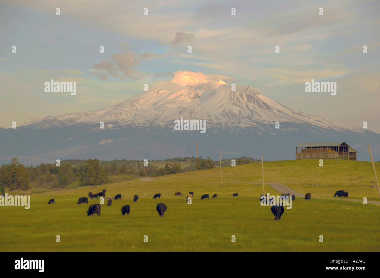 Black angus cattle hi-res stock photography and images - Alamy