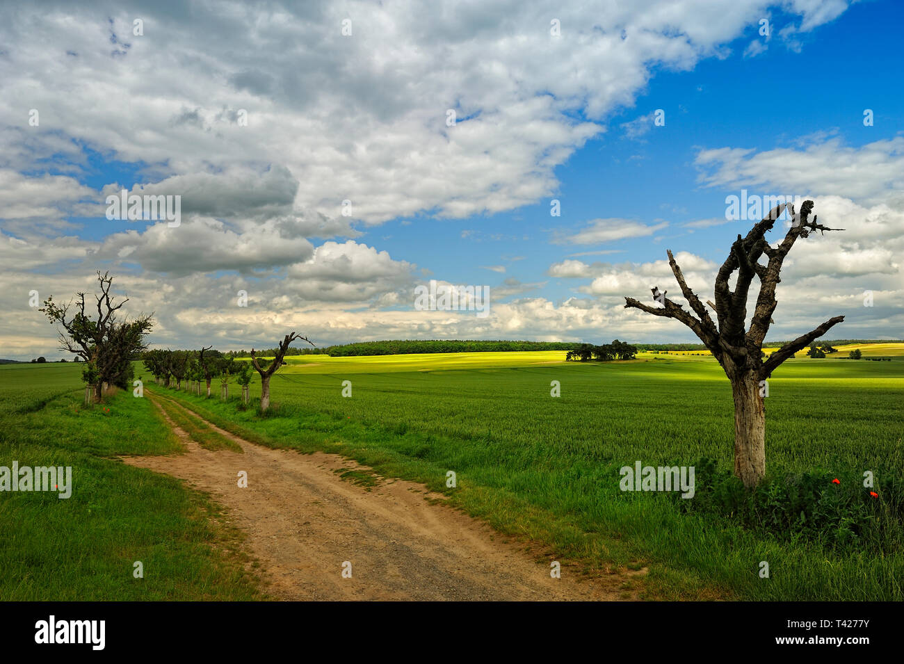 Beautiful field in Thale Harz Germany Stock Photo - Alamy