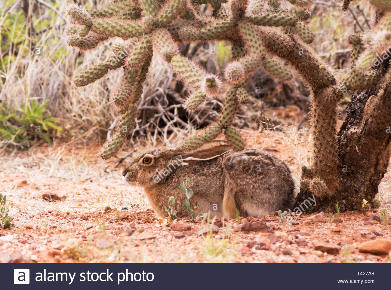 Cactus Jacks High Resolution Stock Photography and Images - Alamy