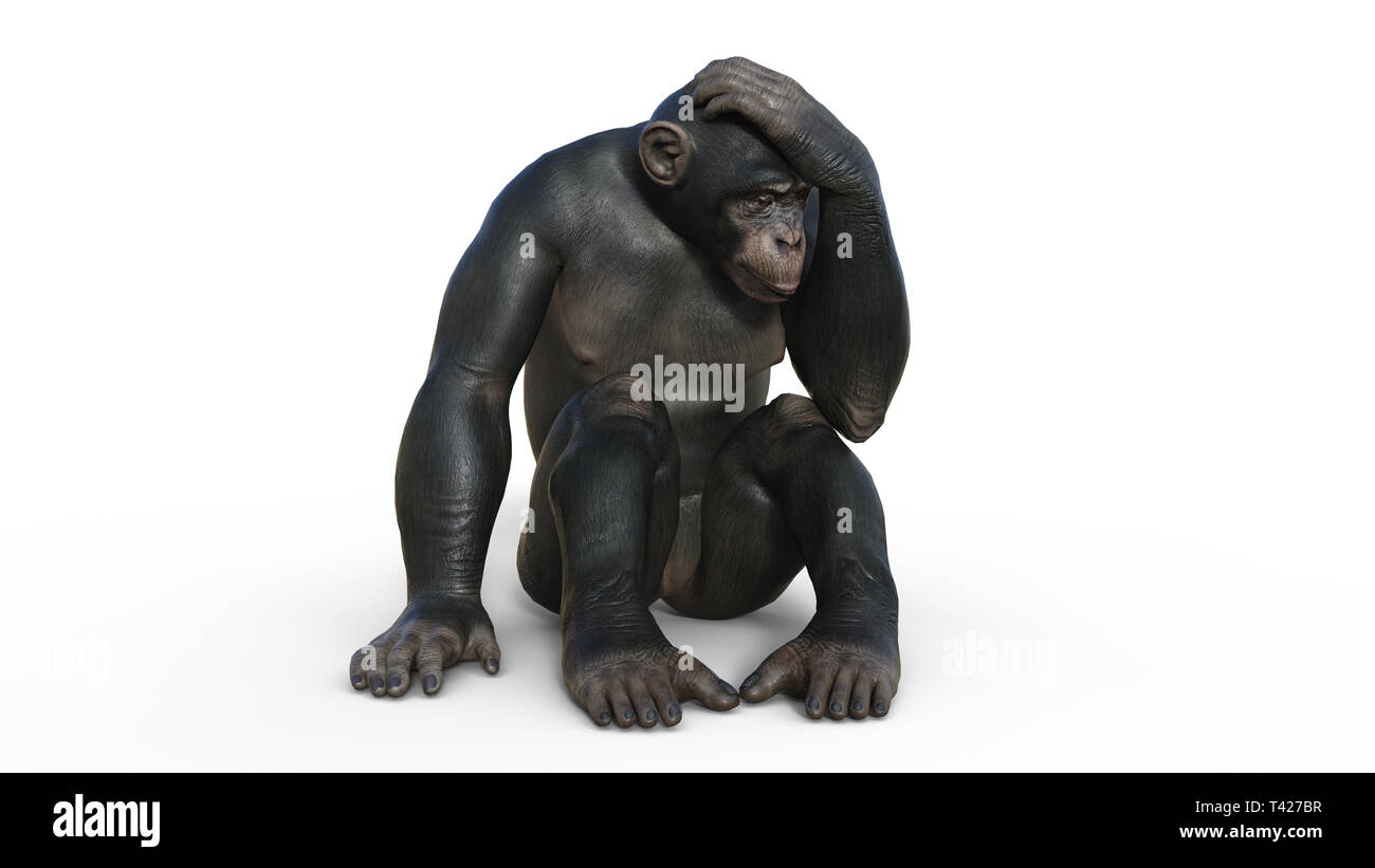 Thinking Chimp