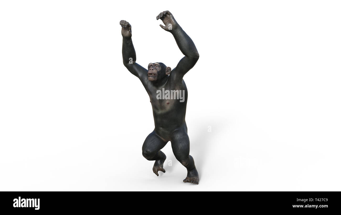Chimpanzee monkey, primate ape grasping, wild animal isolated on white ...