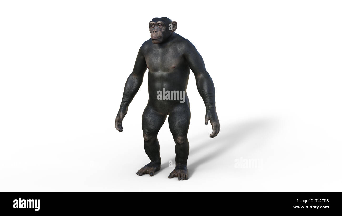 Chimp isolated white hi-res stock photography and images - Alamy