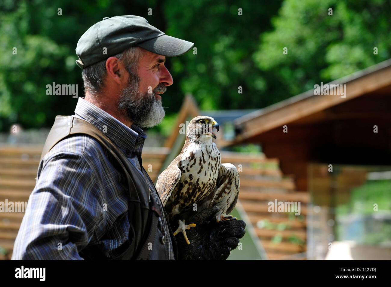 Falconry in action,Falkenhof Harz,Saxony Anhalt,Germany Stock Photo - Alamy