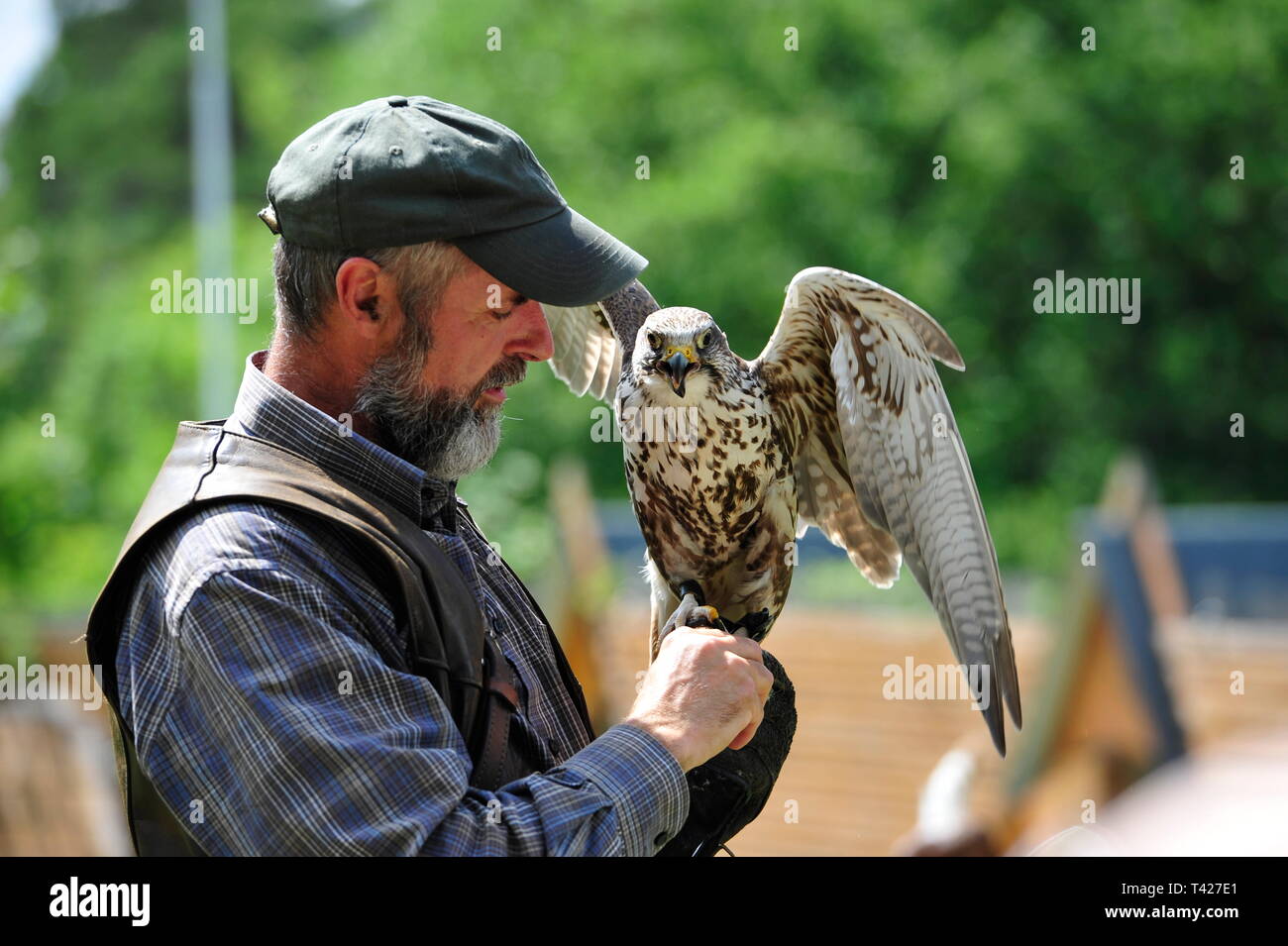 Falconry in action,Falkenhof Harz,Saxony Anhalt,Germany Stock Photo - Alamy