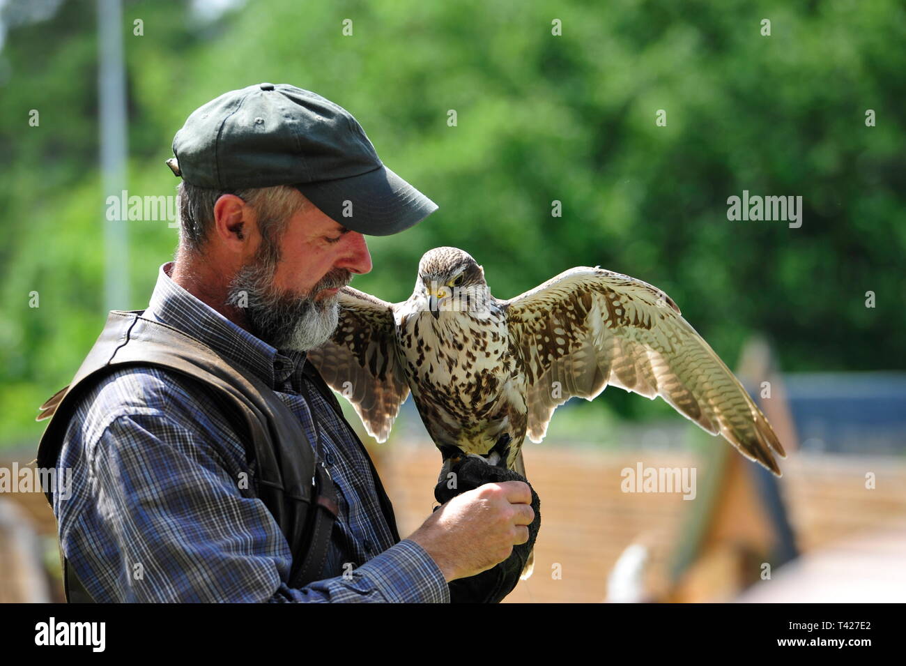Falconry in action,Falkenhof Harz,Saxony Anhalt,Germany Stock Photo - Alamy