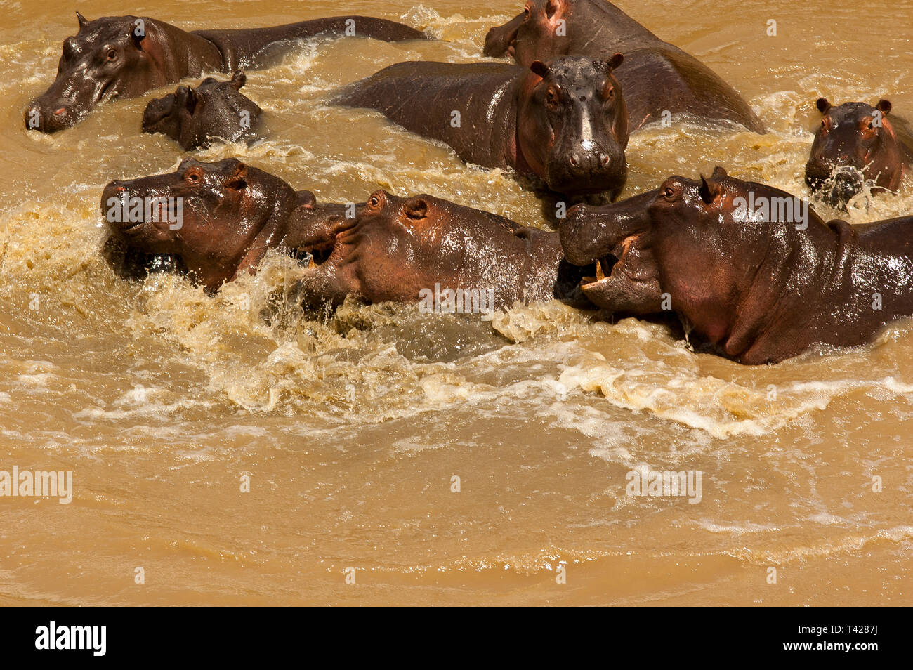 Talek river kenya masai mara hi-res stock photography and images - Alamy