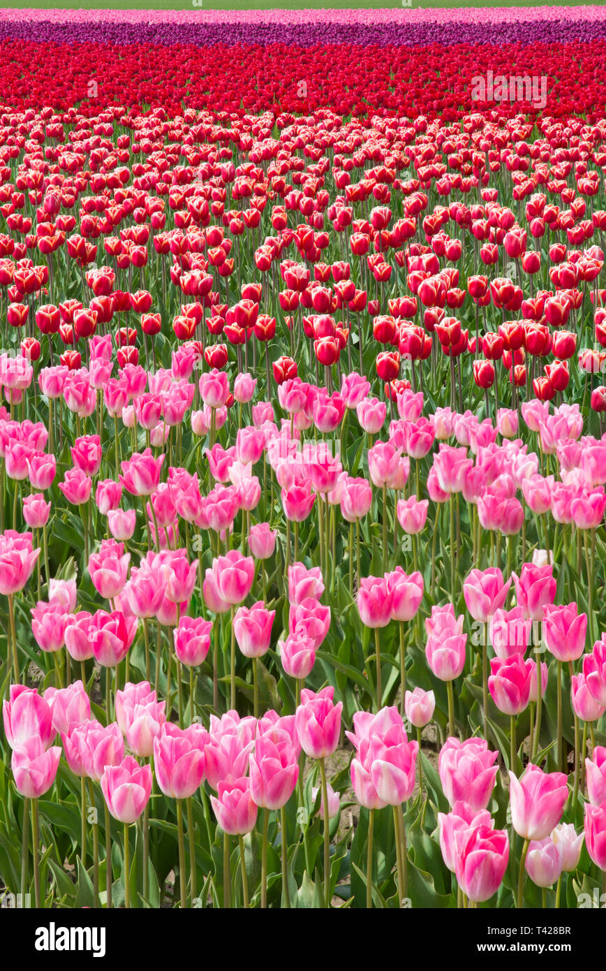 Tulipa Sp High Resolution Stock Photography and Images - Alamy