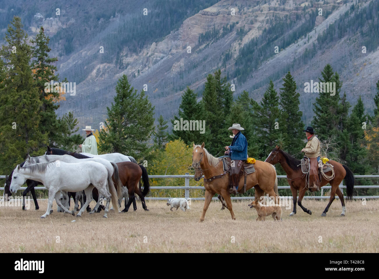 American cowboys working the herd in Wyoming Stock Photo - Alamy