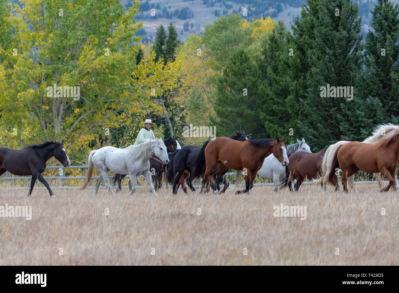 Rugged cowboy hi-res stock photography and images - Alamy