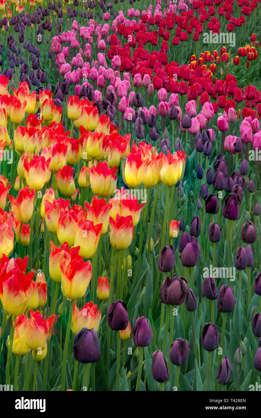 Tulipa sp hi-res stock photography and images - Alamy