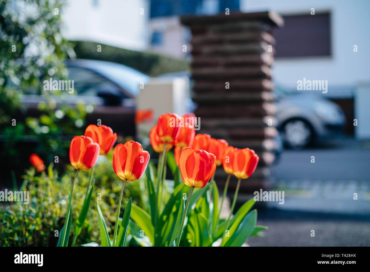 Side view of beautiful red tulips in the garden with house and car ...