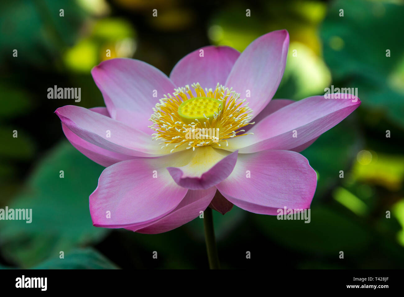 Blooming Lotus flower Stock Photo - Alamy
