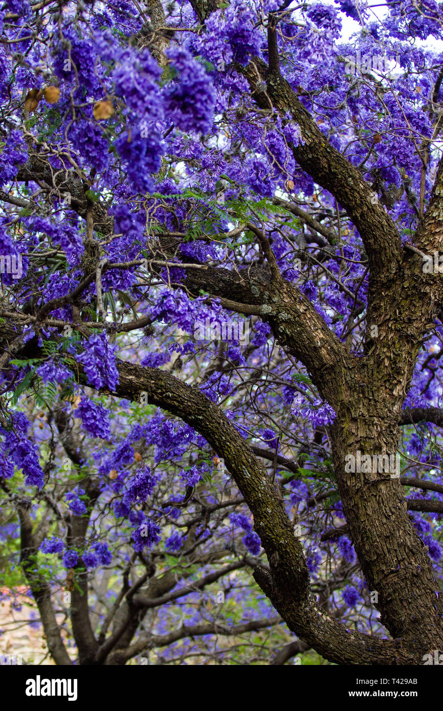 Jacaranda tree petals hi-res stock photography and images - Alamy
