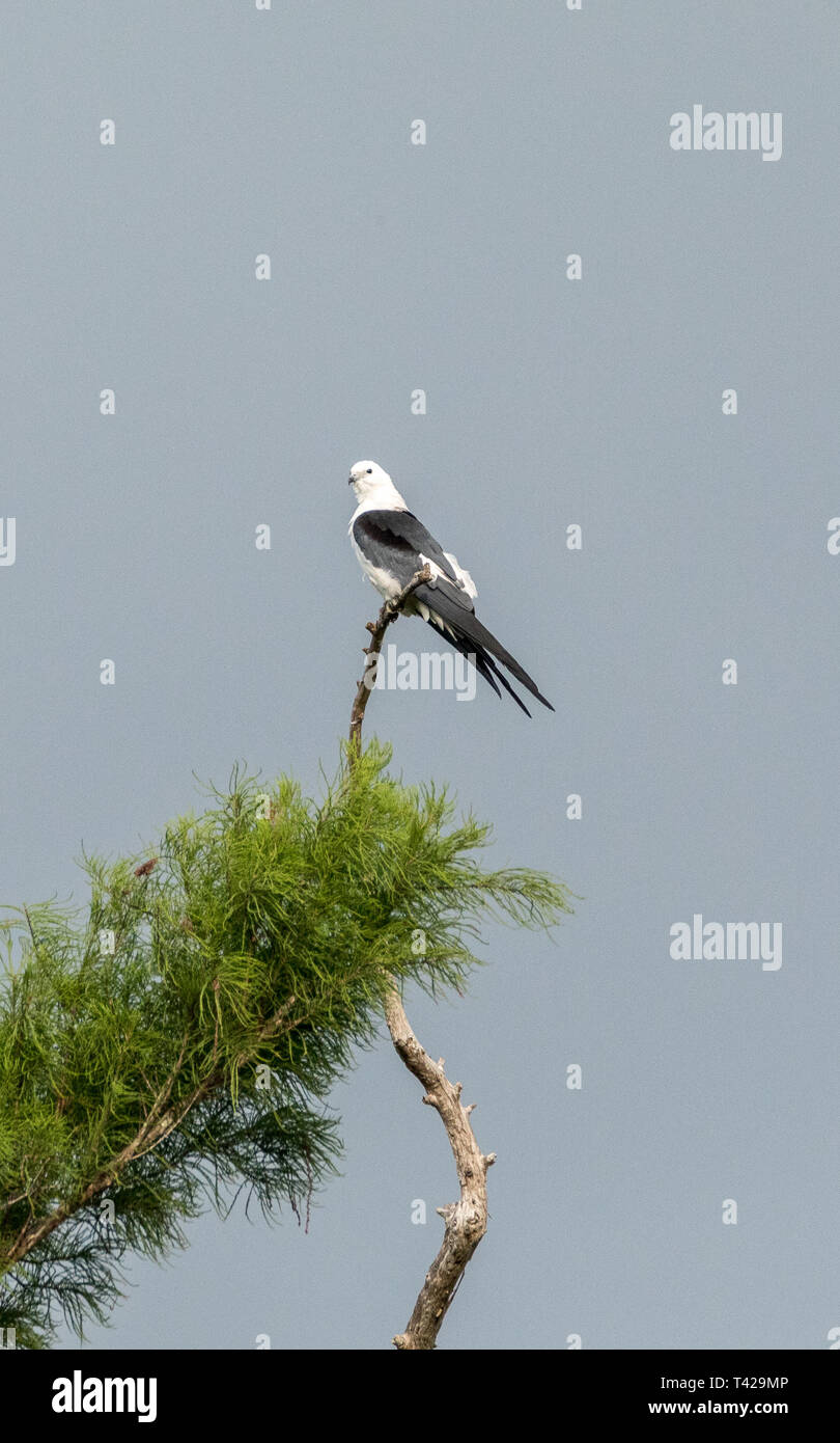 White and grey male swallow-tailed kite Elanoides forficatus perches on ...