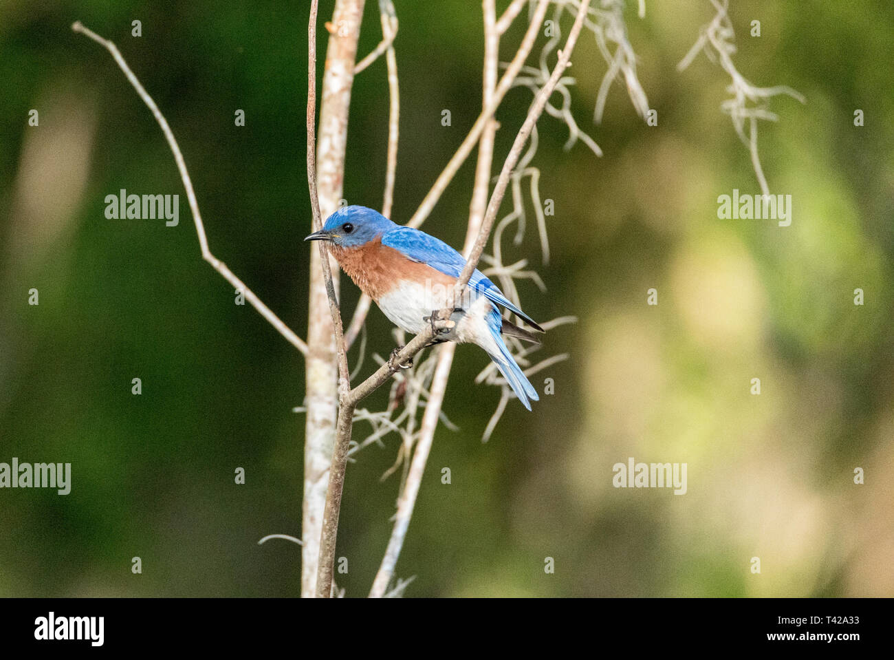 Eastern bluebird Sialia sialis on a pine tree in Naples, Florida Stock ...