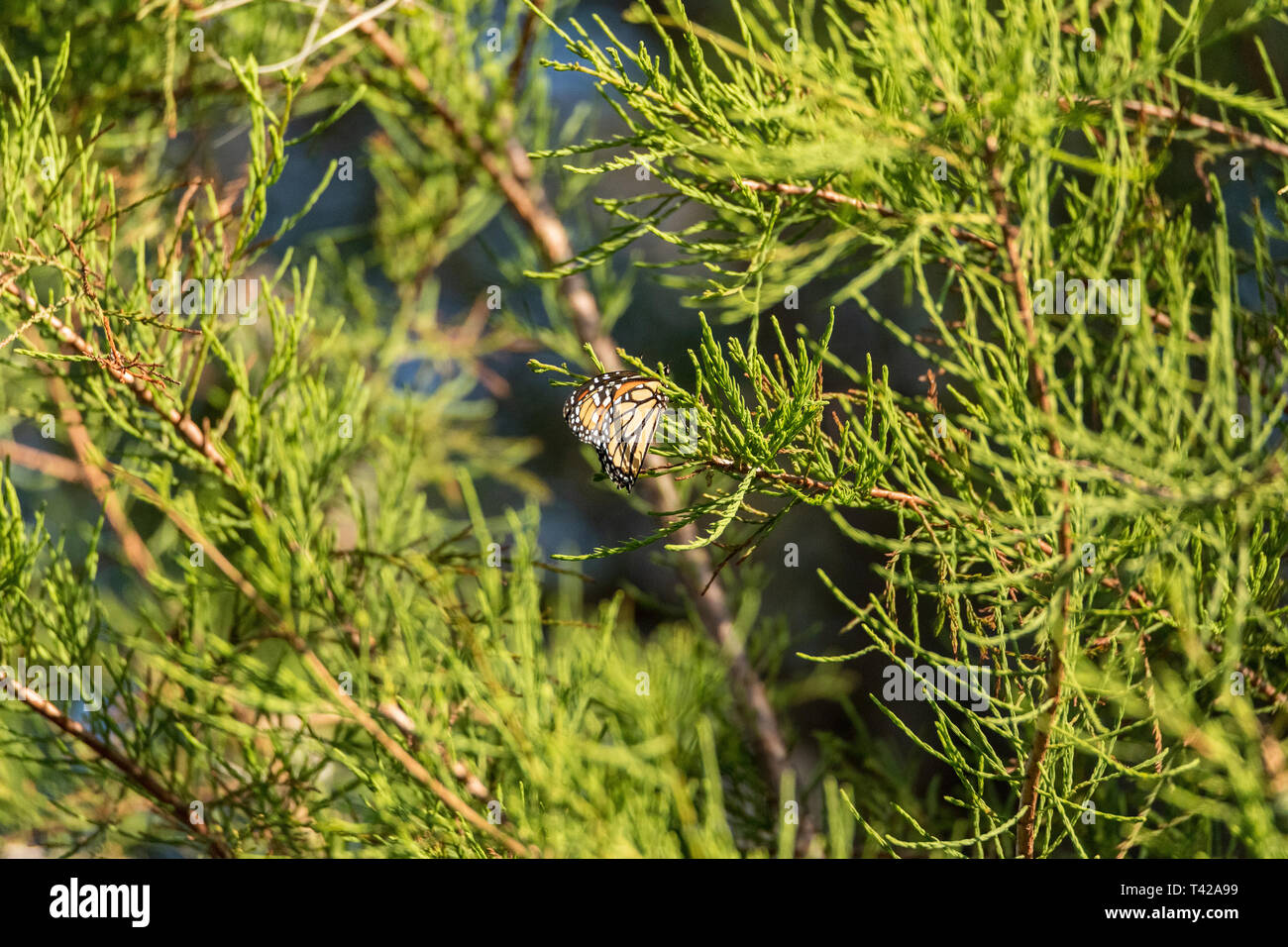 Monarch on pine tree hi-res stock photography and images - Alamy