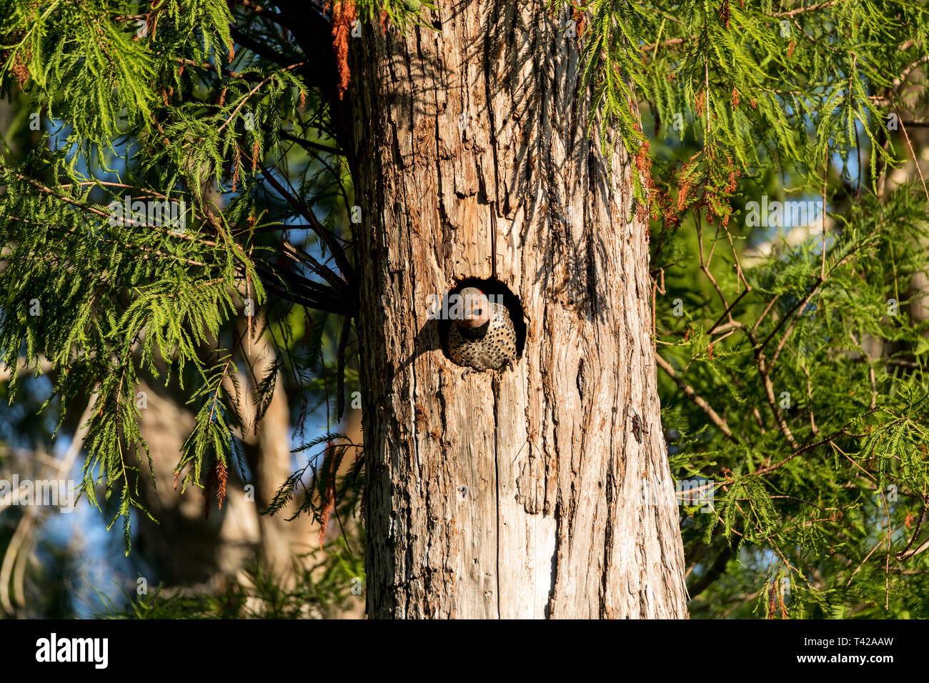 Northern flicker Colaptes auratus at the entrance of it’s nest in a ...