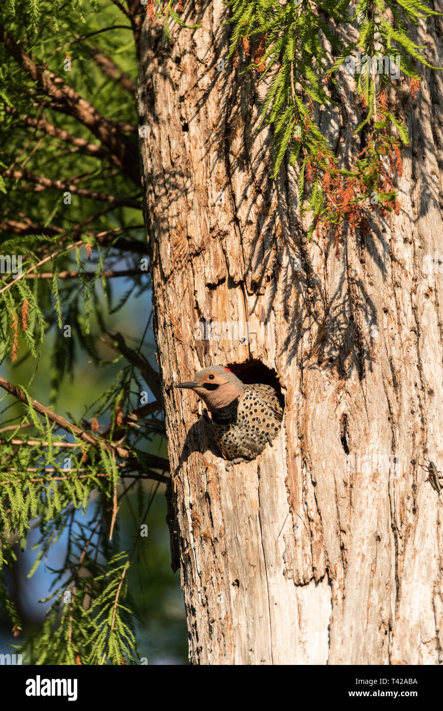 Northern flicker Colaptes auratus at the entrance of it’s nest in a ...