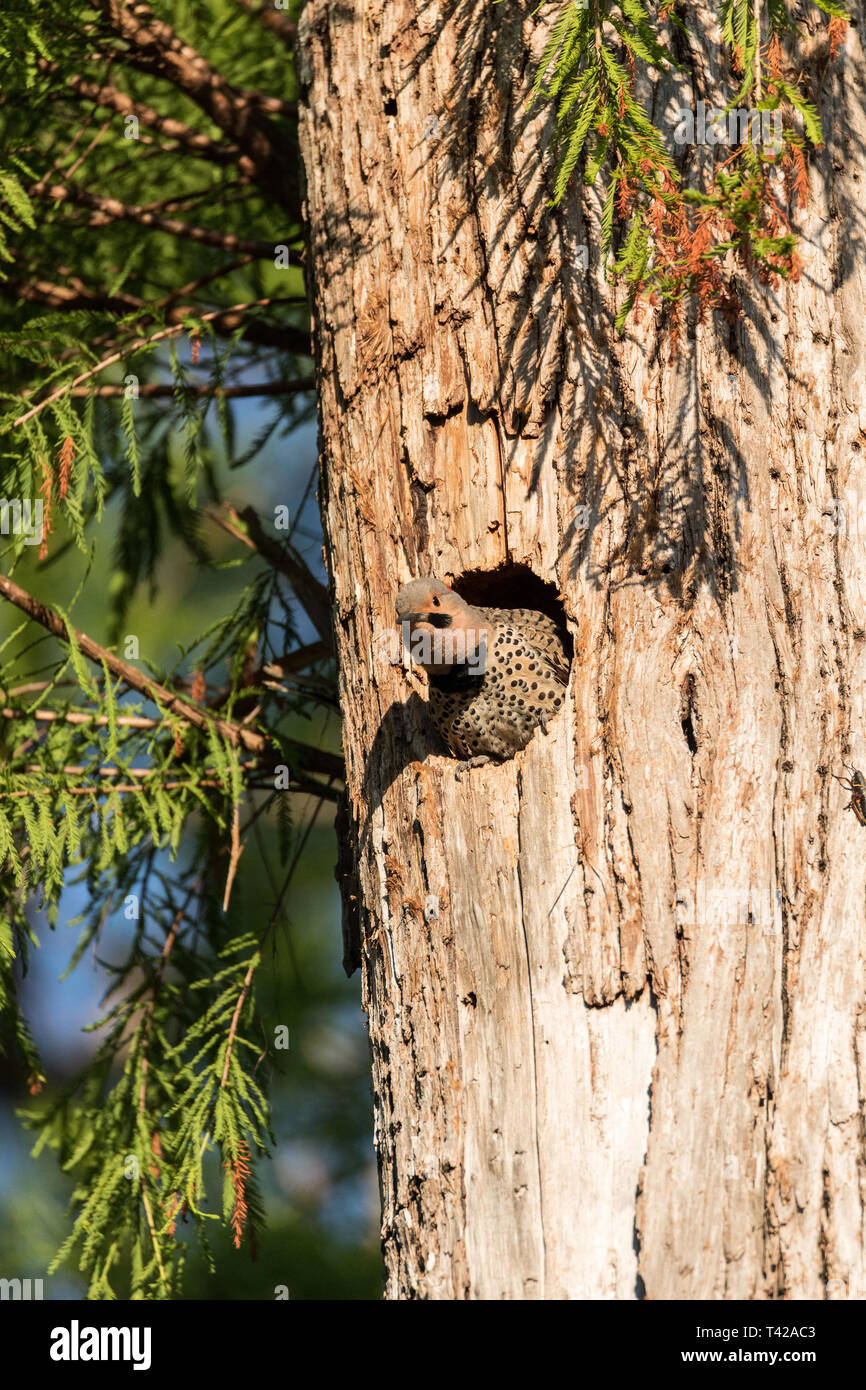 Northern flicker Colaptes auratus at the entrance of it’s nest in a ...