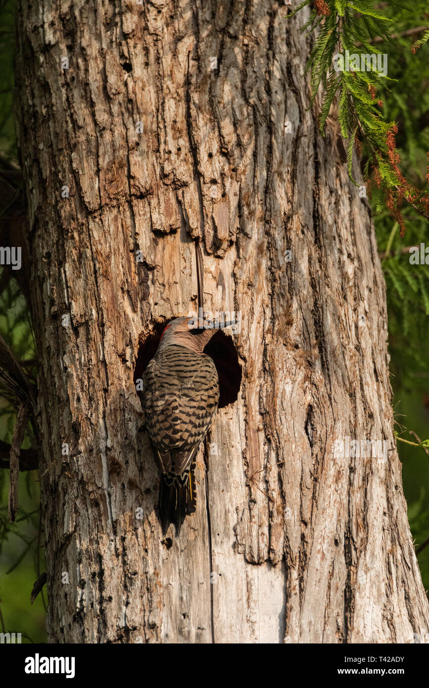 Northern flicker Colaptes auratus at the entrance of it’s nest in a ...
