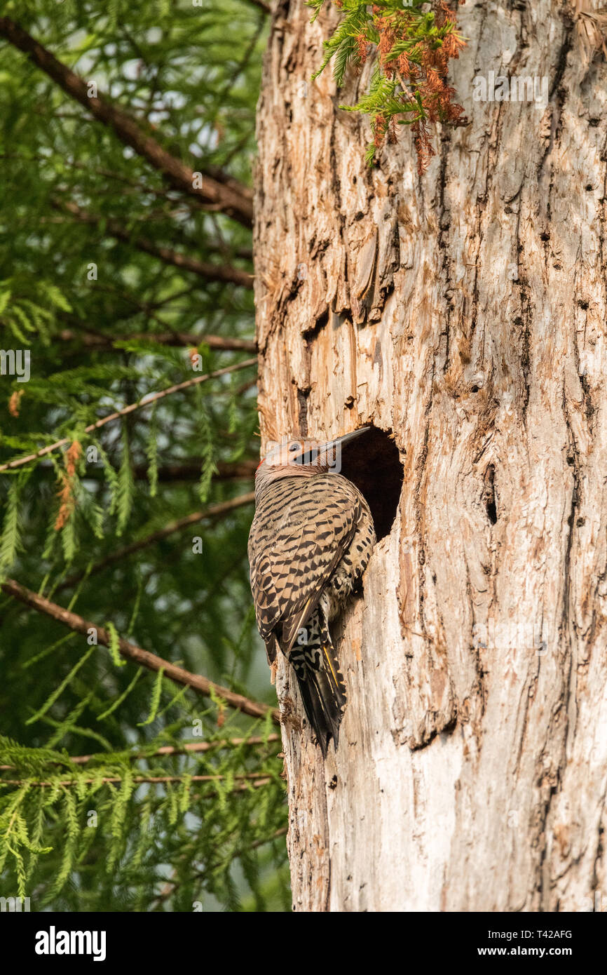 Northern flicker Colaptes auratus at the entrance of it’s nest in a ...