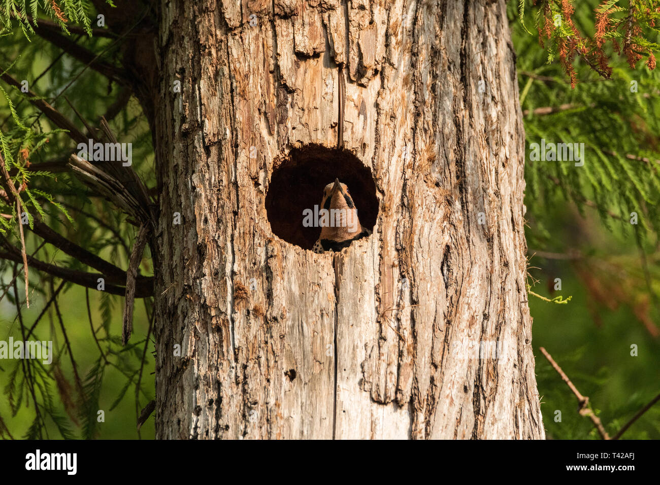 Northern flicker Colaptes auratus at the entrance of it’s nest in a ...