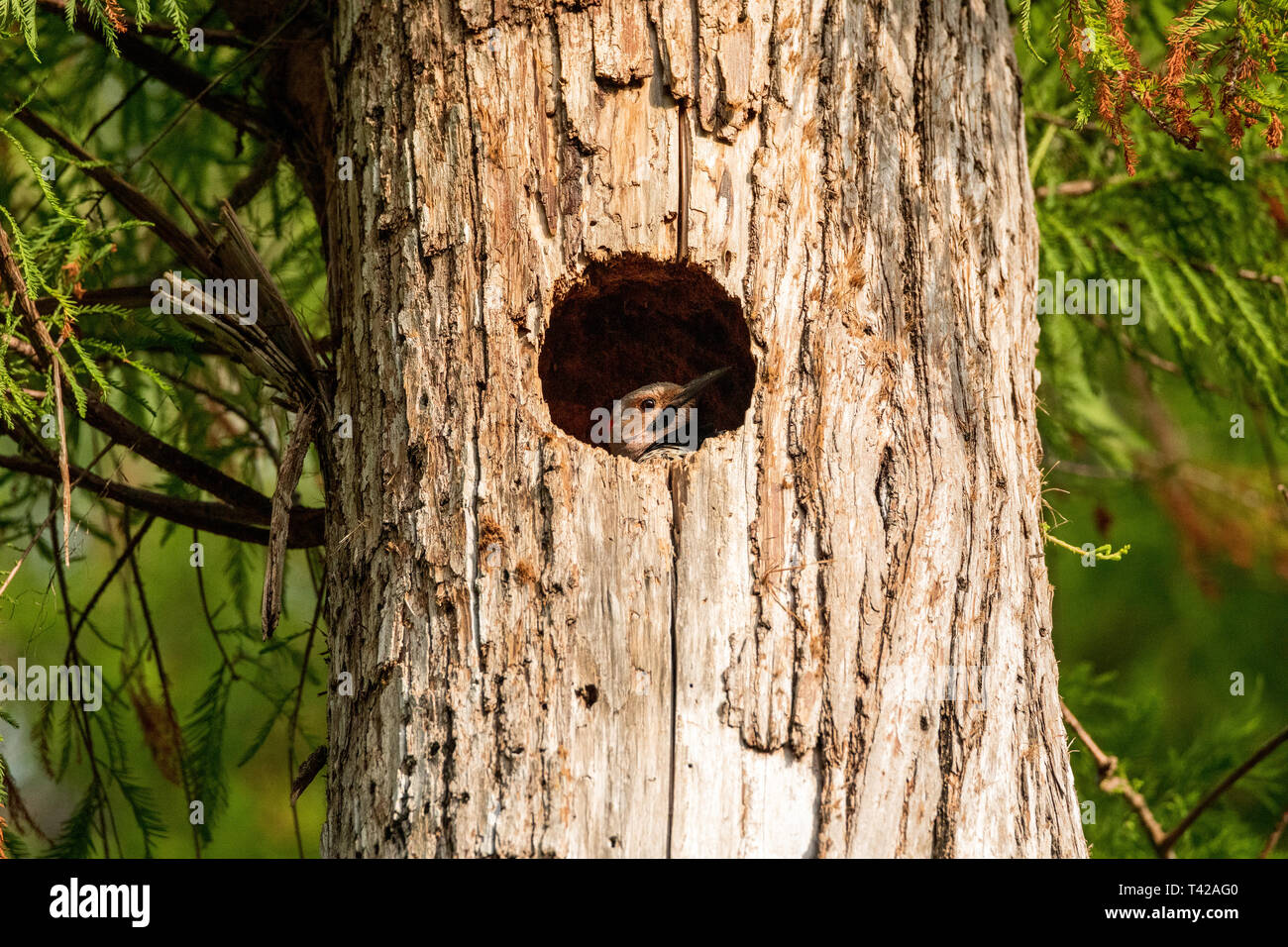 Northern flicker Colaptes auratus at the entrance of it’s nest in a ...