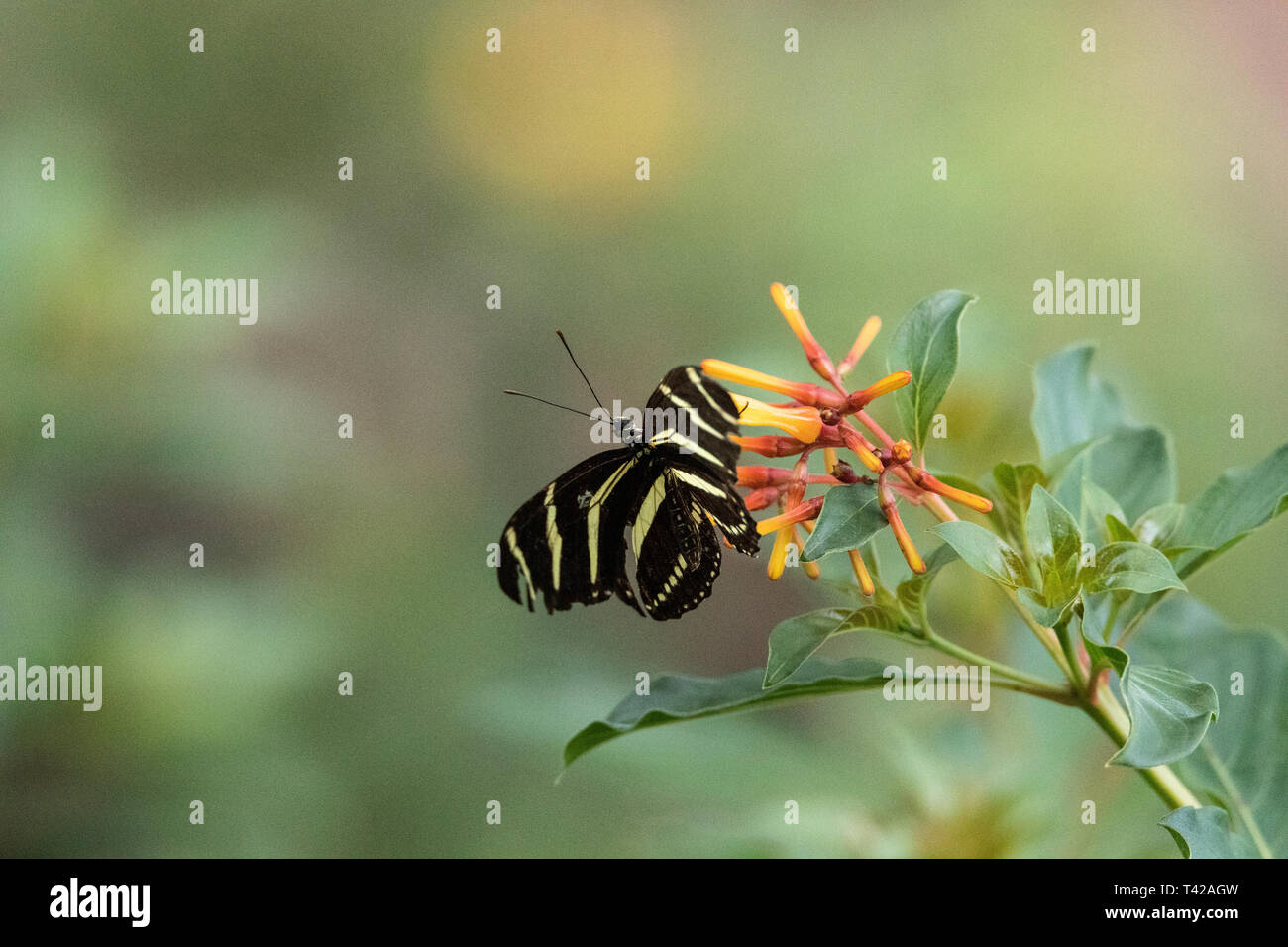 Zebra longwing butterfly, Heliconius charitonius, in a botanical garden ...