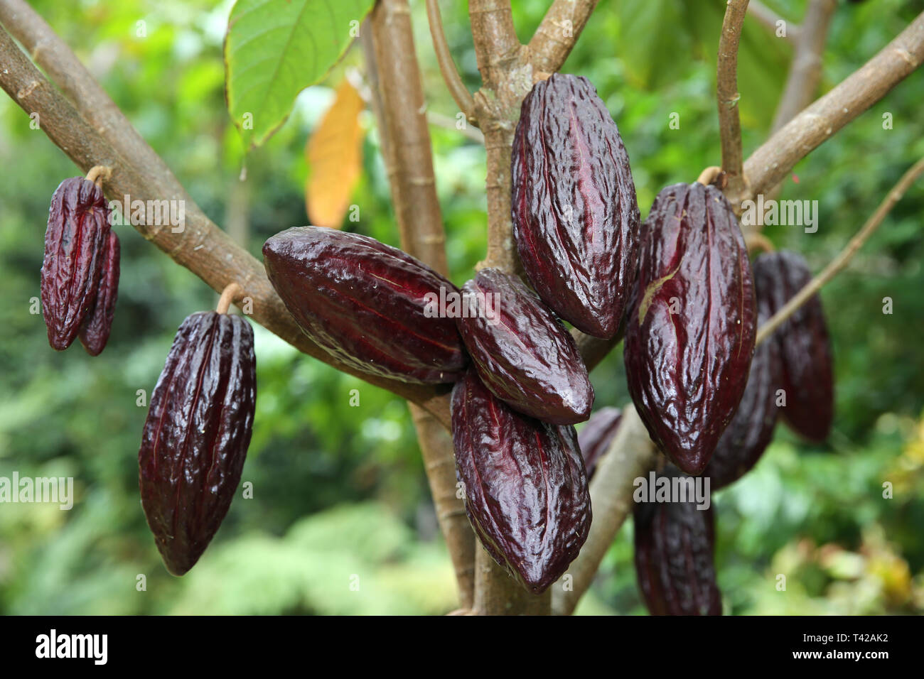Cocoa tree seeds hi-res stock photography and images - Alamy