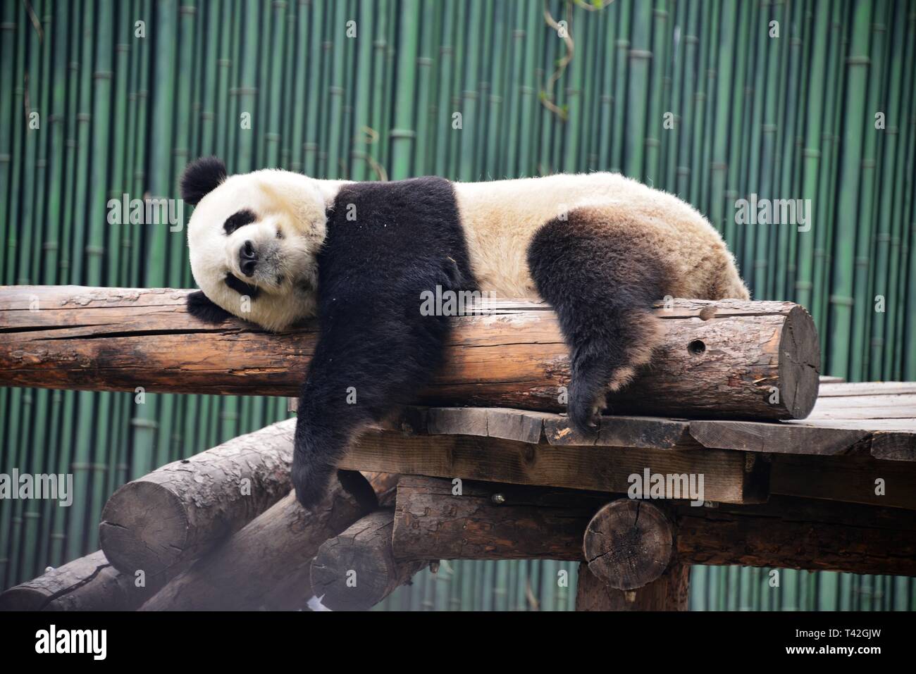 Beijing, China. 13th Apr, 2019. An adorable giant panda can be seen at ...