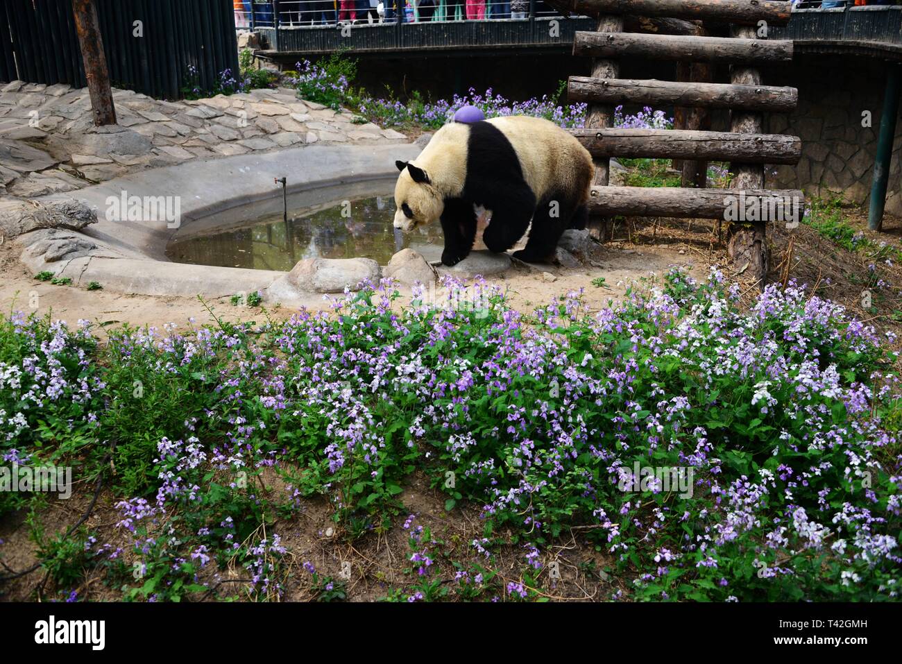 Beijing, China. 13th Apr, 2019. Beijing, CHINA-An adorable giant panda ...