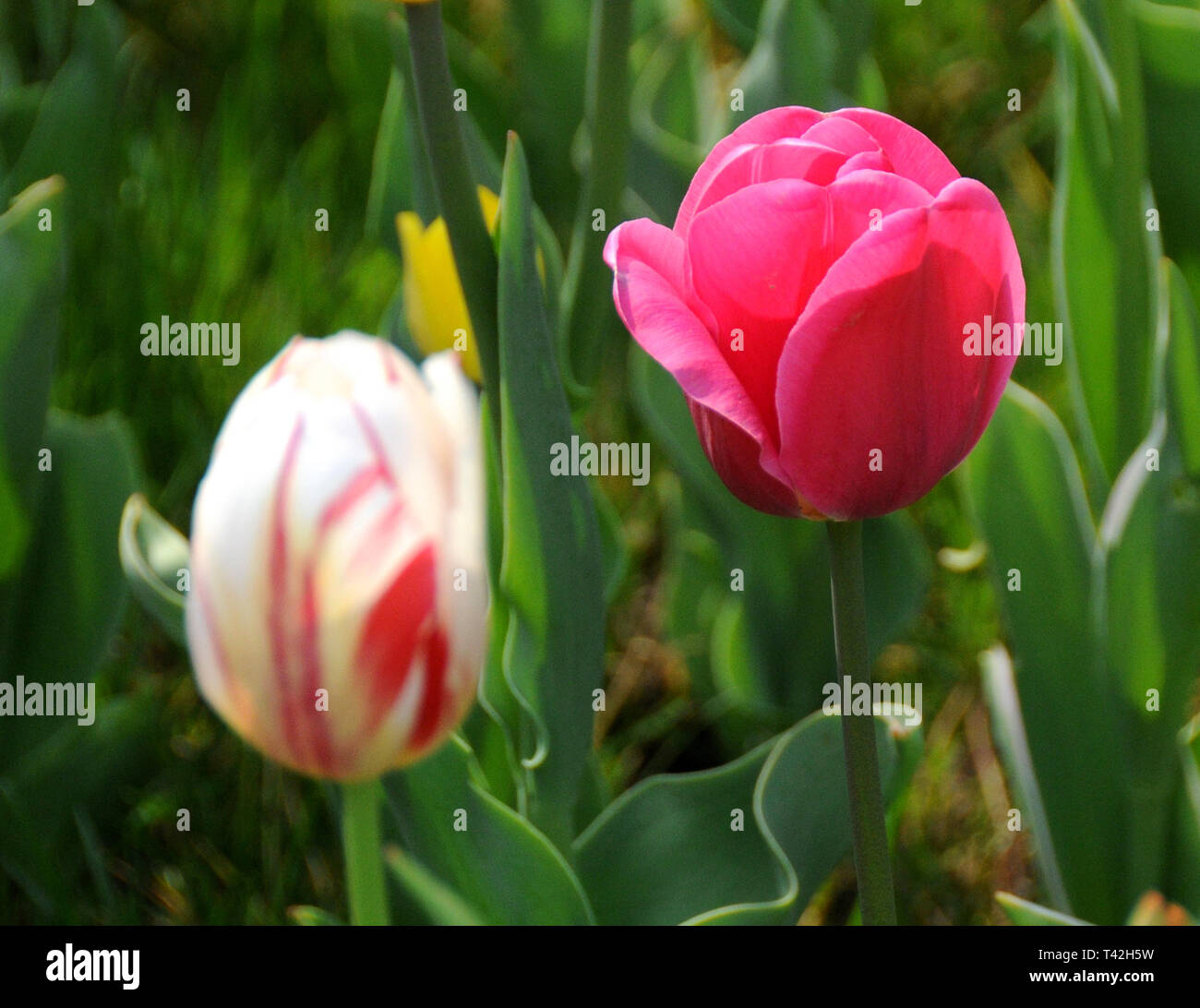 Beijing, Beijing, China. 13th Apr, 2019. Beijing, CHINA-Tulip flowers ...