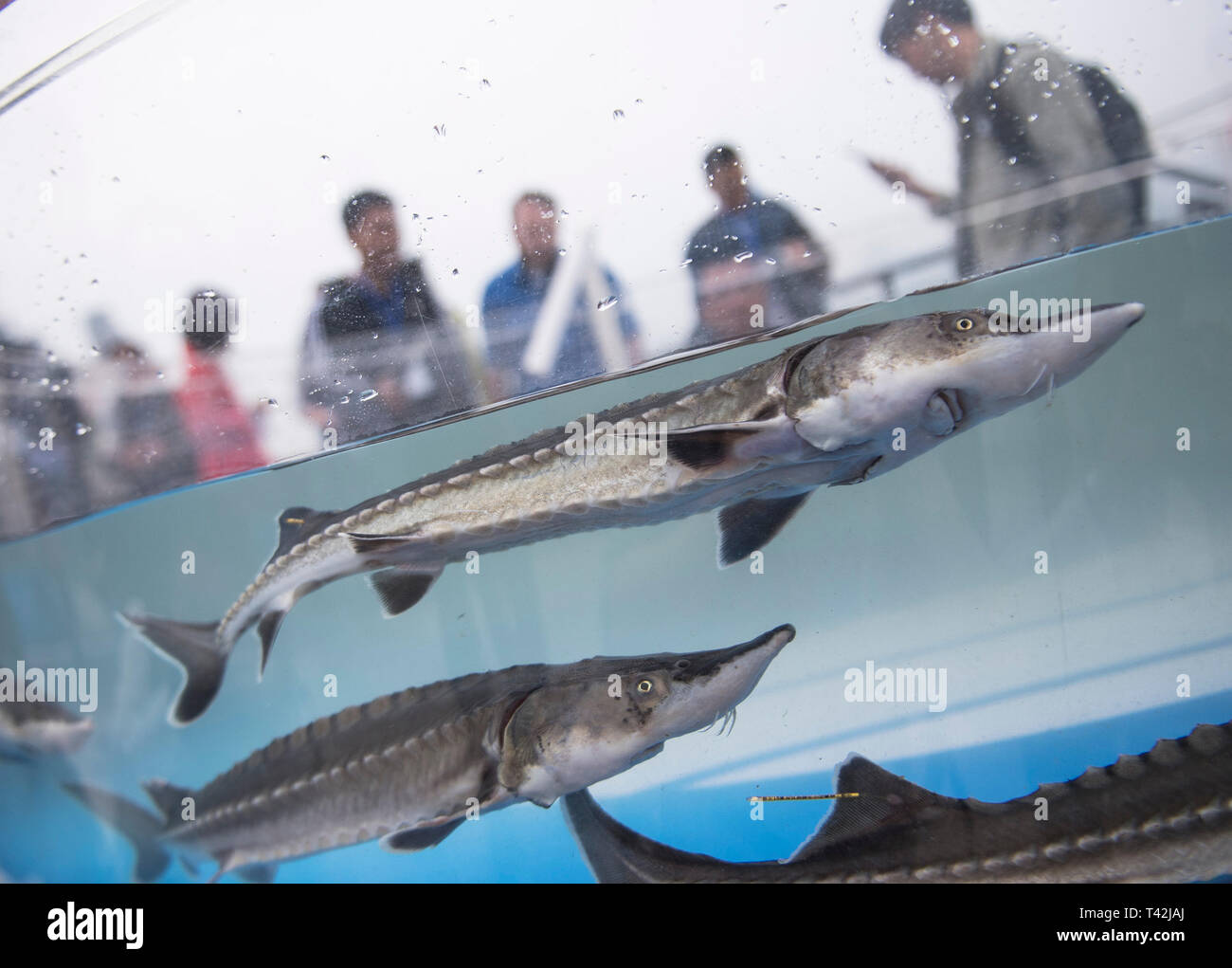 (190413) -- WUHAN, April 13, 2019 (Xinhua) -- Photo taken on April 13 ...