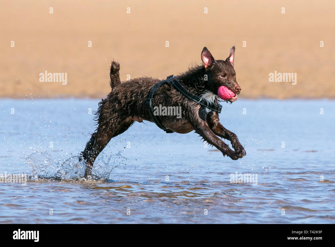 Hunt terrier hi-res stock photography and images - Alamy