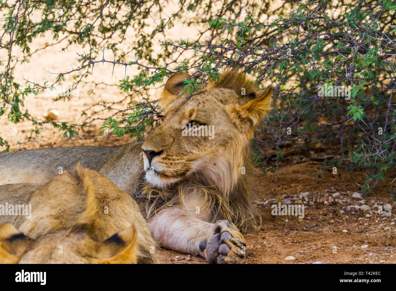 Lion looking left hi-res stock photography and images - Alamy