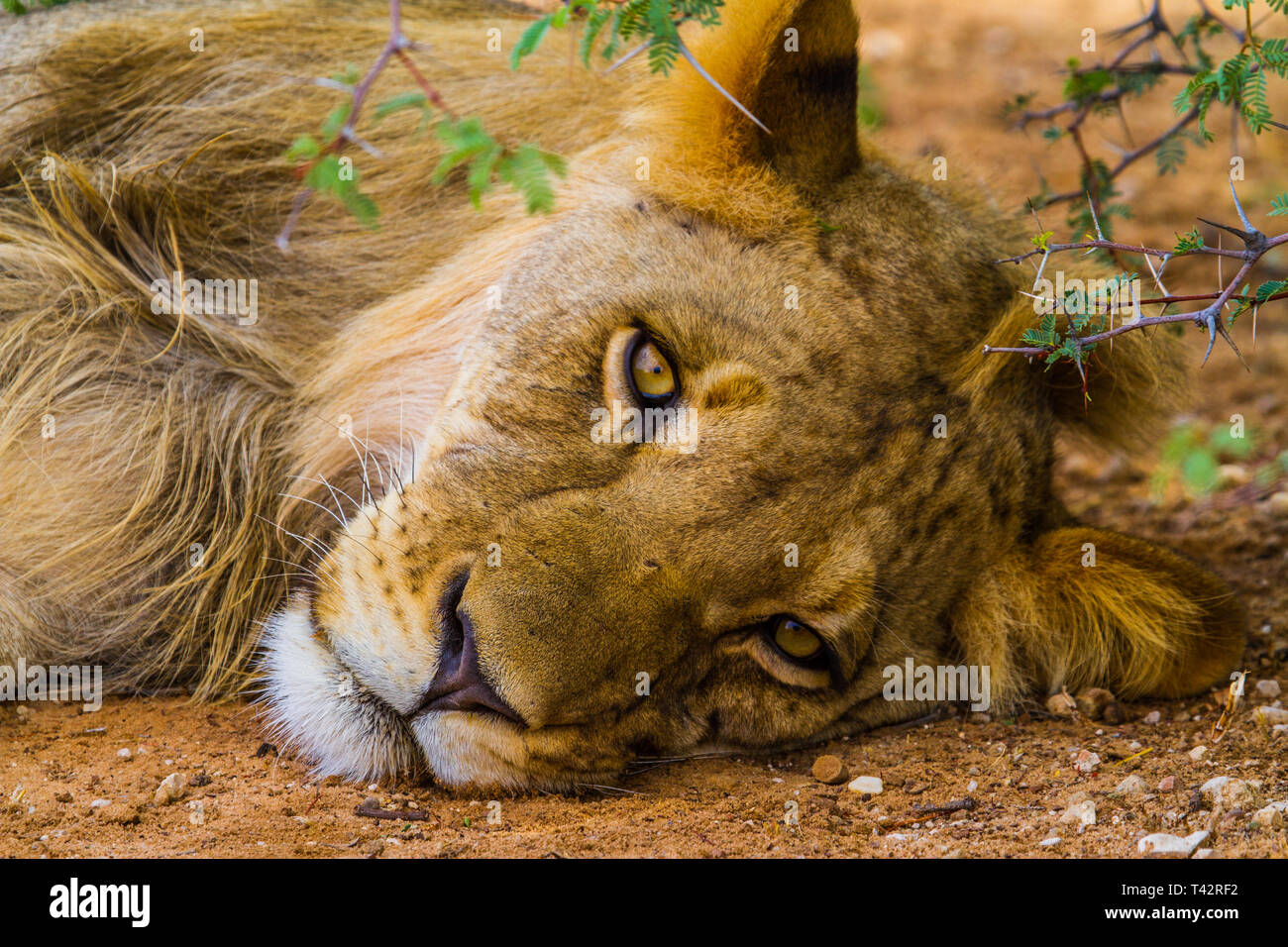 Awake lion hi-res stock photography and images - Alamy