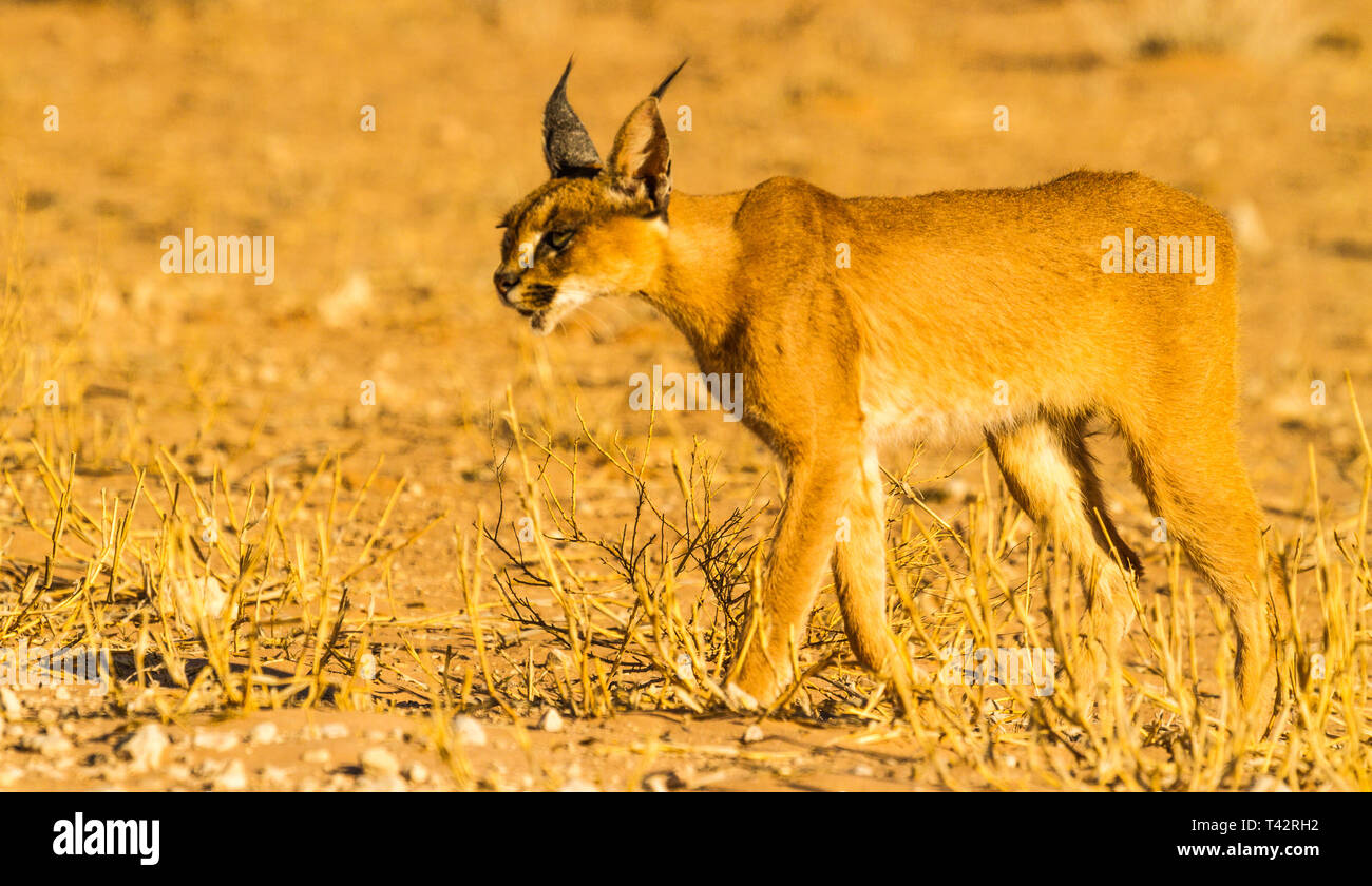 South african lynx hi-res stock photography and images - Alamy
