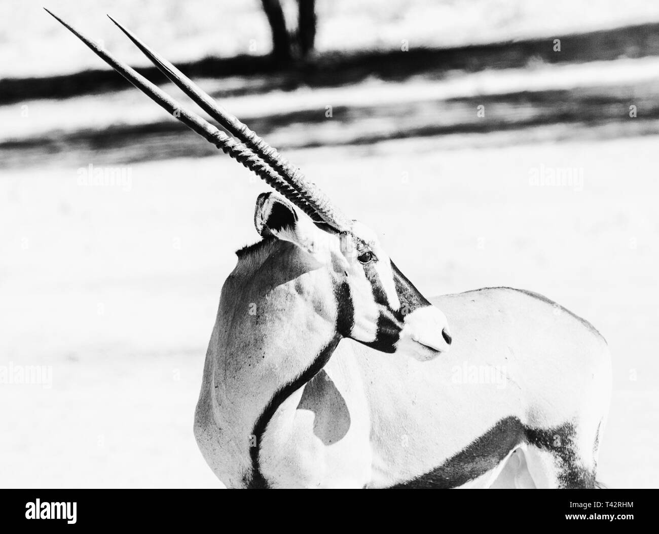 Exposed wild environment hi-res stock photography and images - Alamy