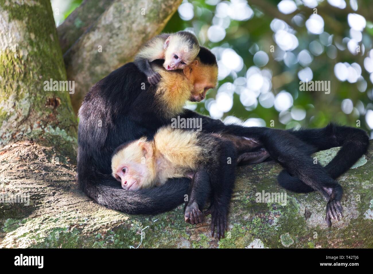 Happy capuchin hi-res stock photography and images - Alamy