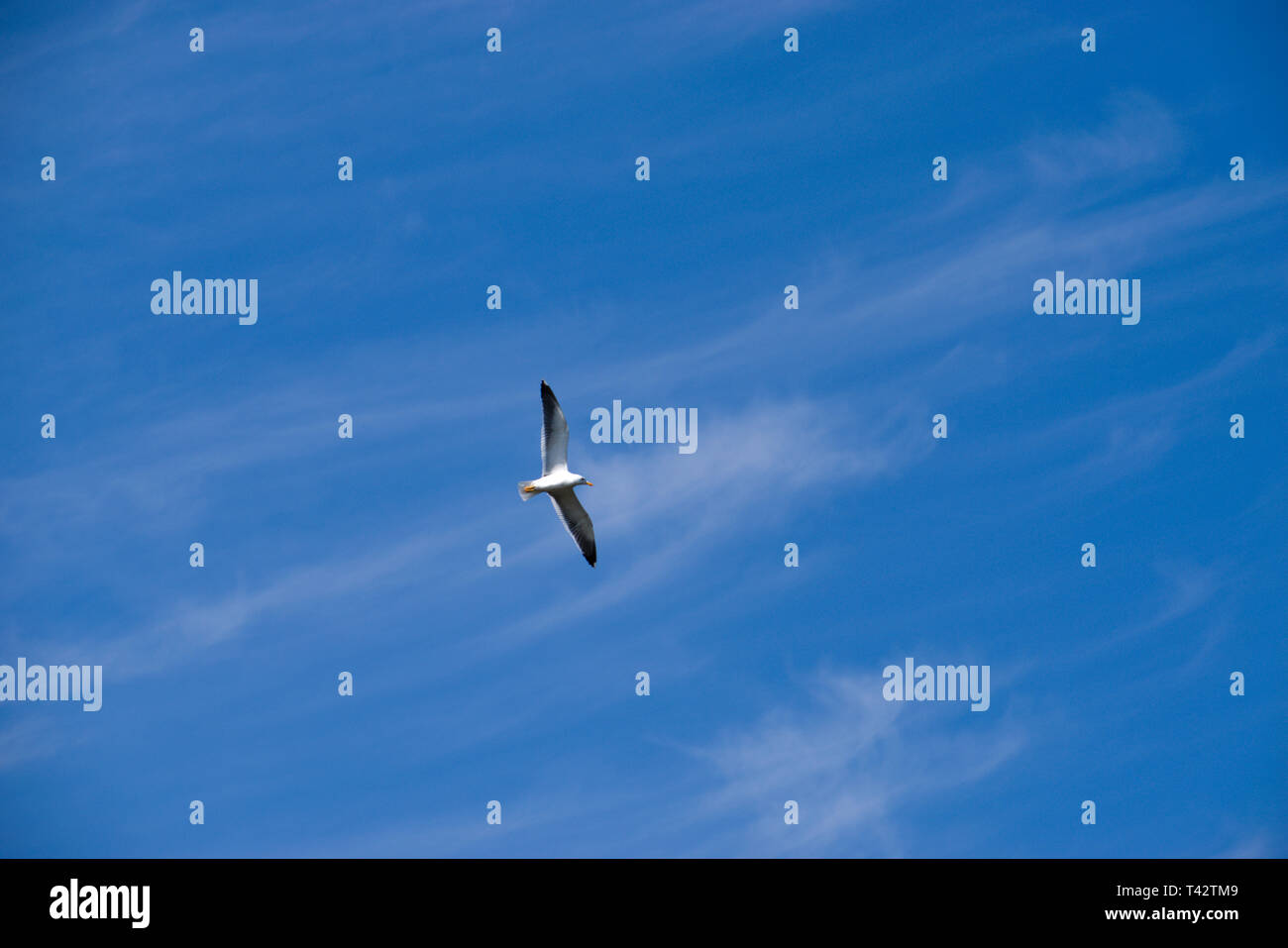 Flying high bird park hi-res stock photography and images - Alamy